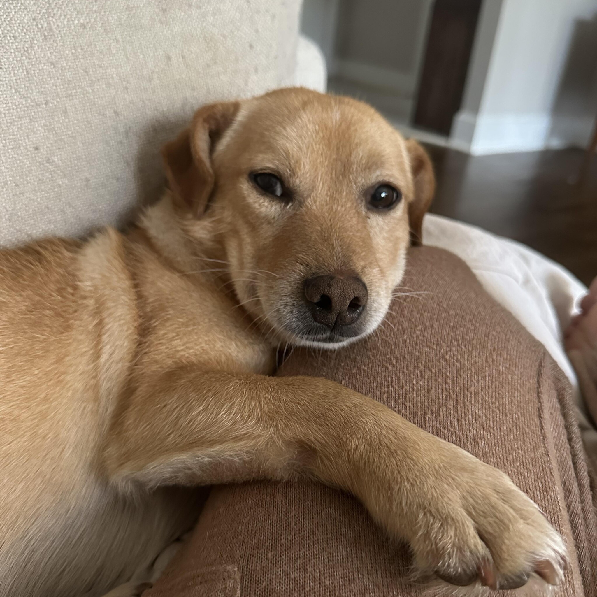 JESSE - ABC Columbia