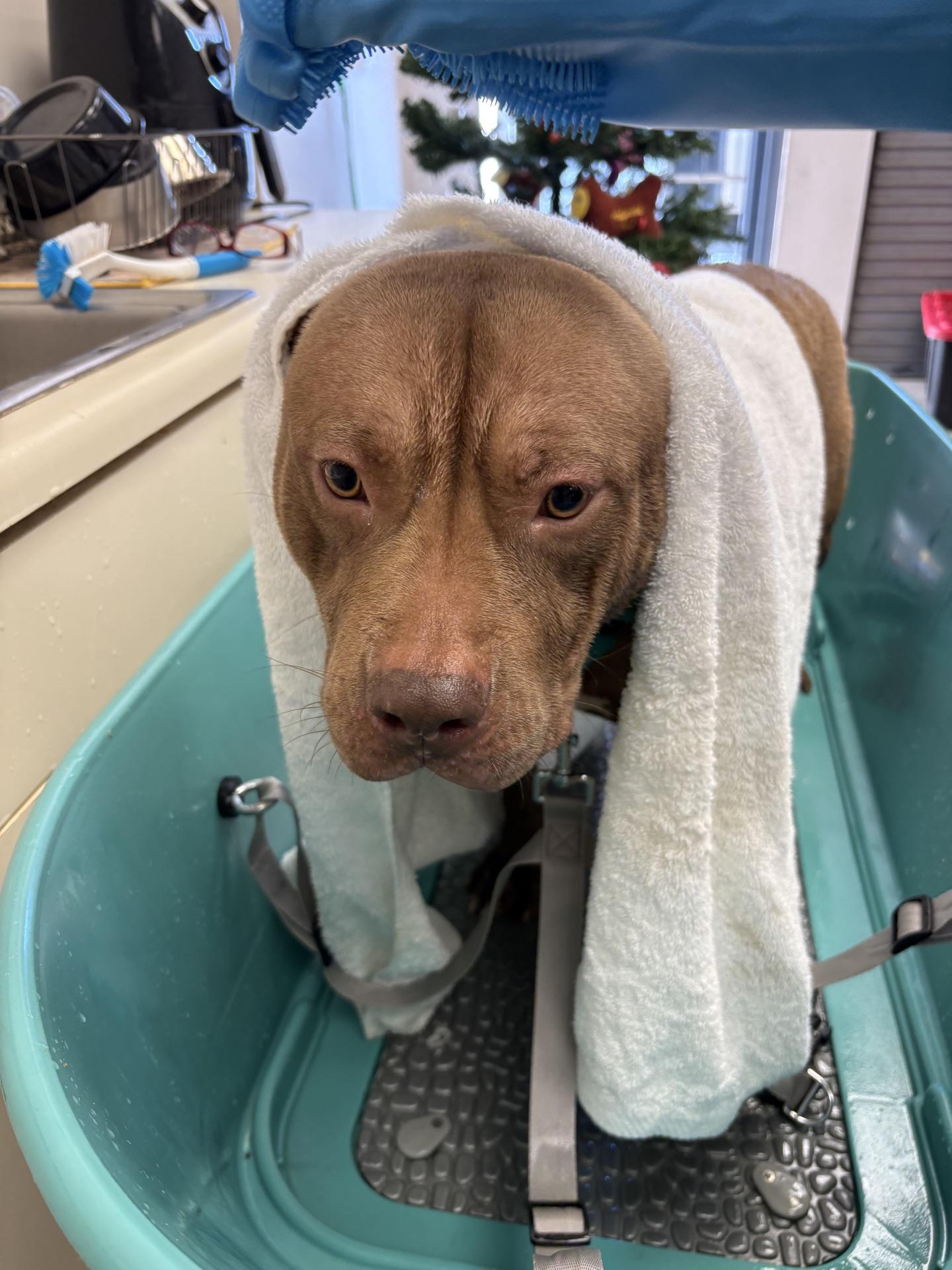 STELLA - ABC Columbia