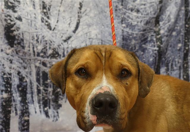 GINGER - ABC Columbia