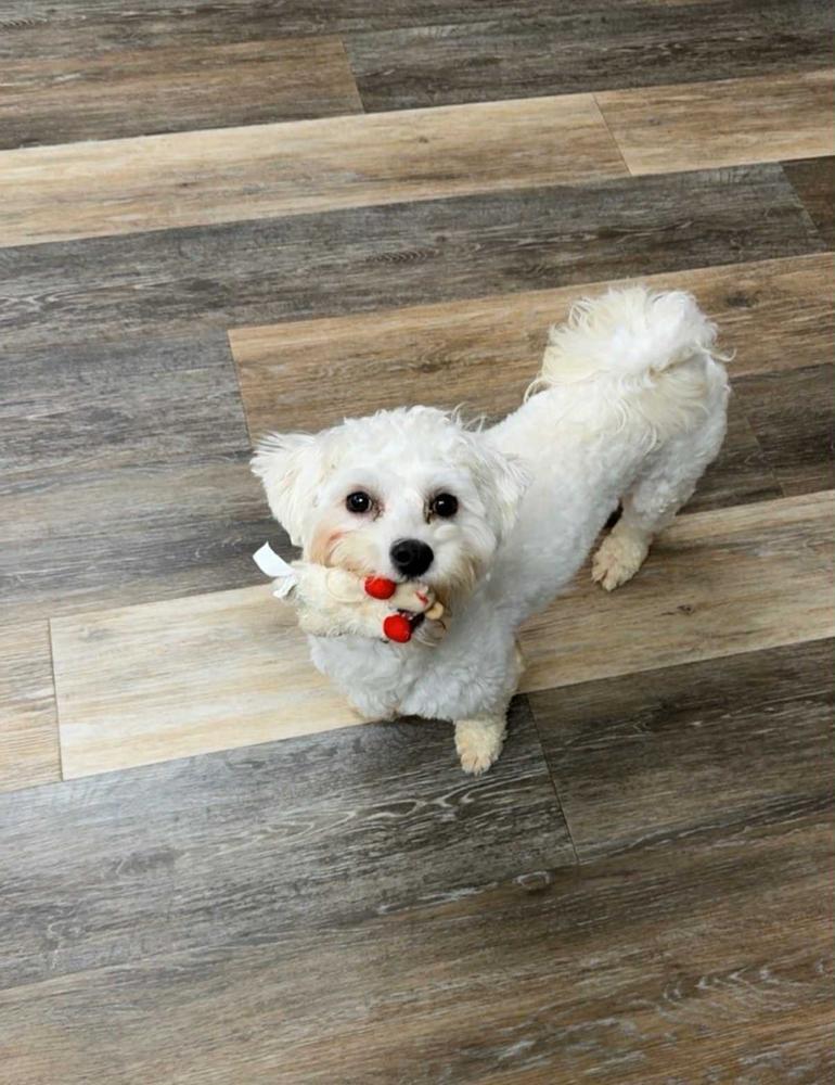 RHINESTONE COWBOY - ABC Columbia