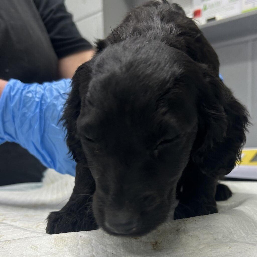 CAROLINA - ABC Columbia