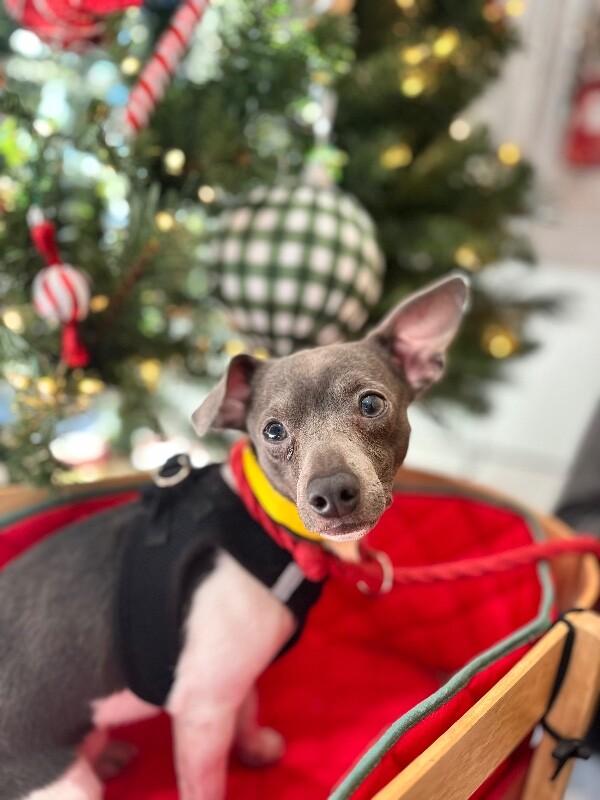 TIMMY - ABC Columbia