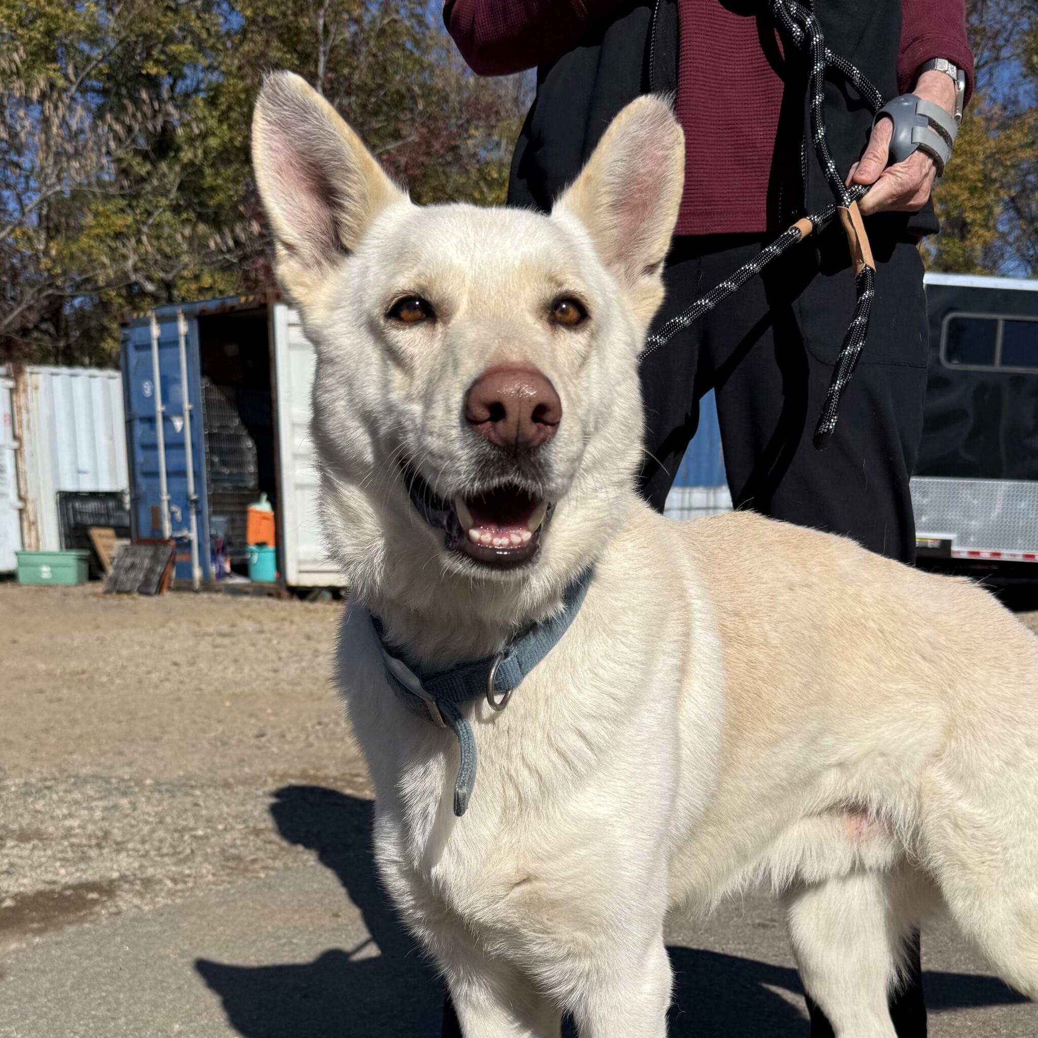 BUTTERMILK - ABC Columbia