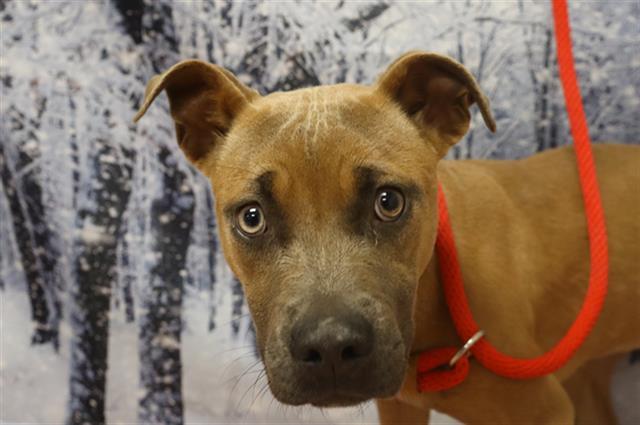 EGGNOG - ABC Columbia