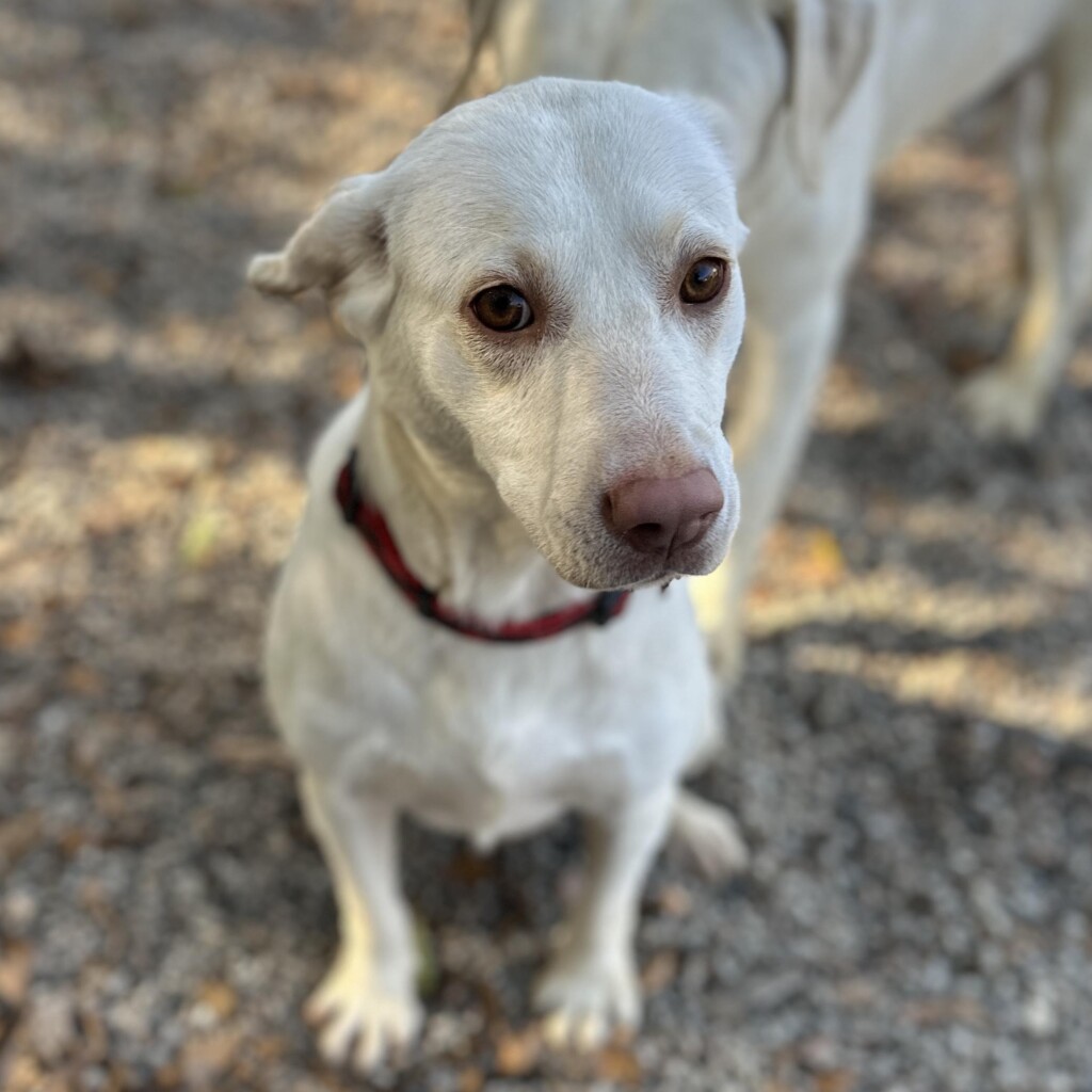 SNOWFLAKE - ABC Columbia