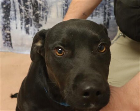 GLITTER - ABC Columbia