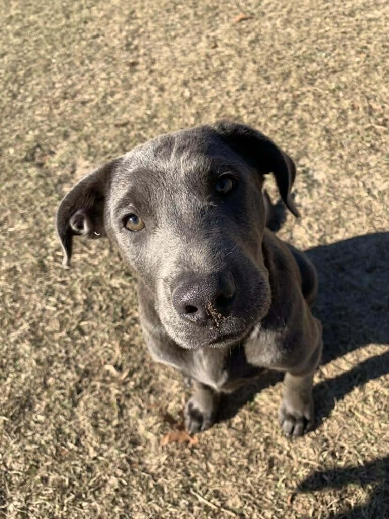 BONNIE - ABC Columbia