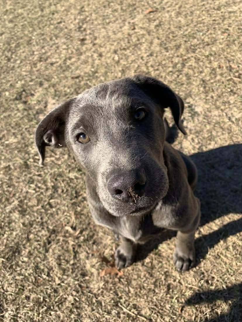 BONNIE - ABC Columbia