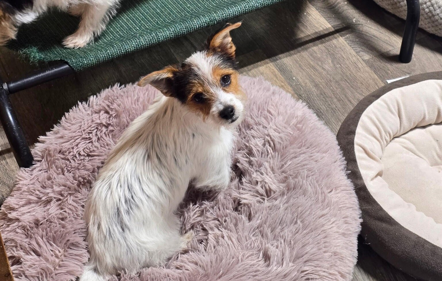 JUNIPER - ABC Columbia