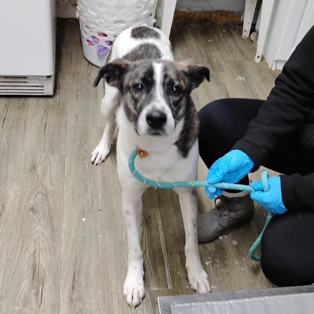 AZALEA - ABC Columbia