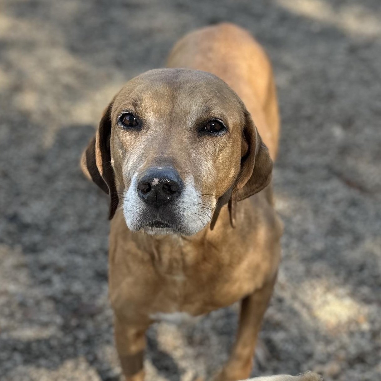 ANGEL - ABC Columbia