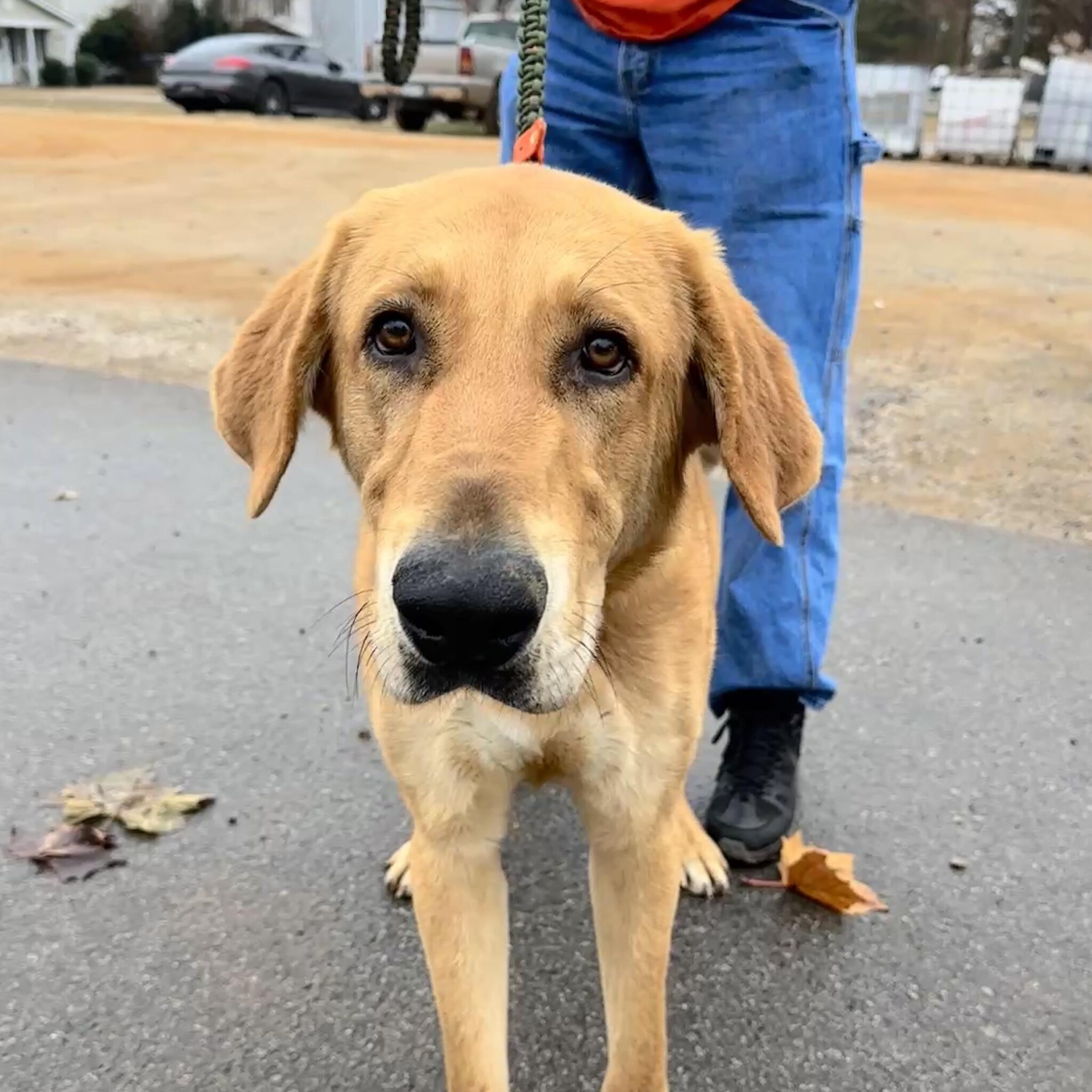 GIGANTA - ABC Columbia