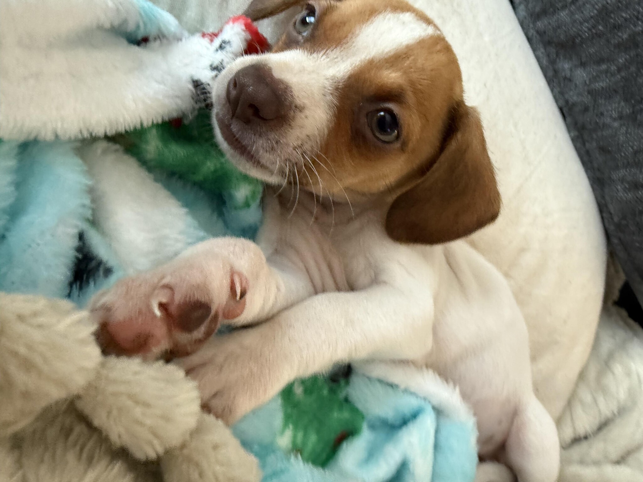 BABY SAJA - ABC Columbia