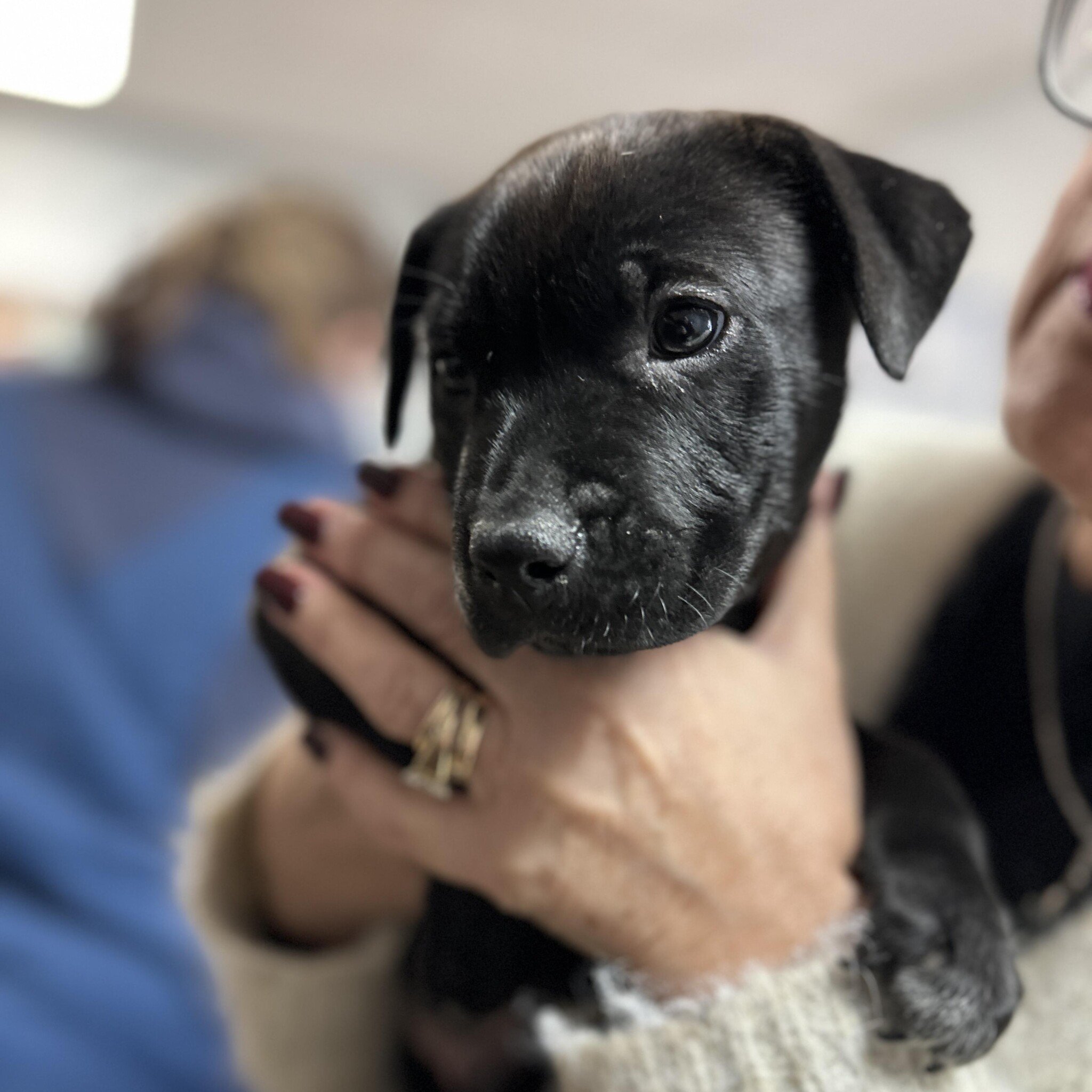 SPOON - ABC Columbia