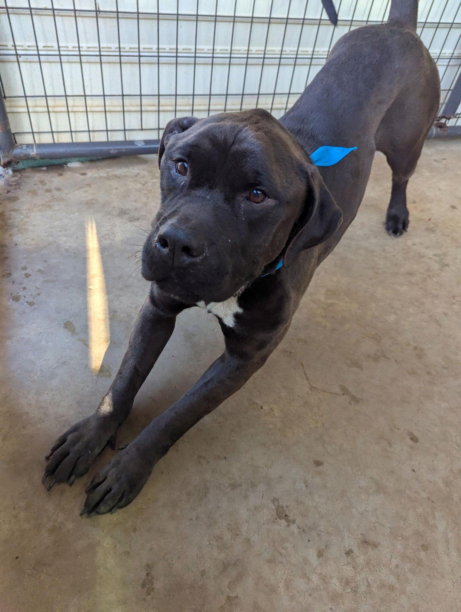 BENNY - ABC Columbia