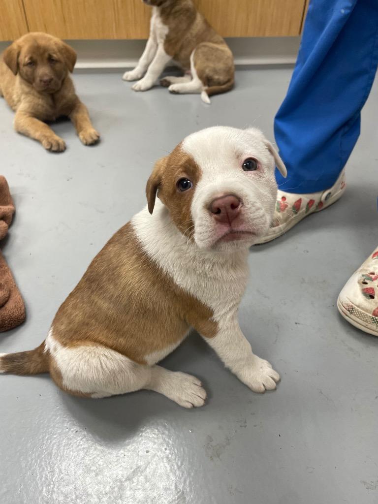 CANDACE - ABC Columbia