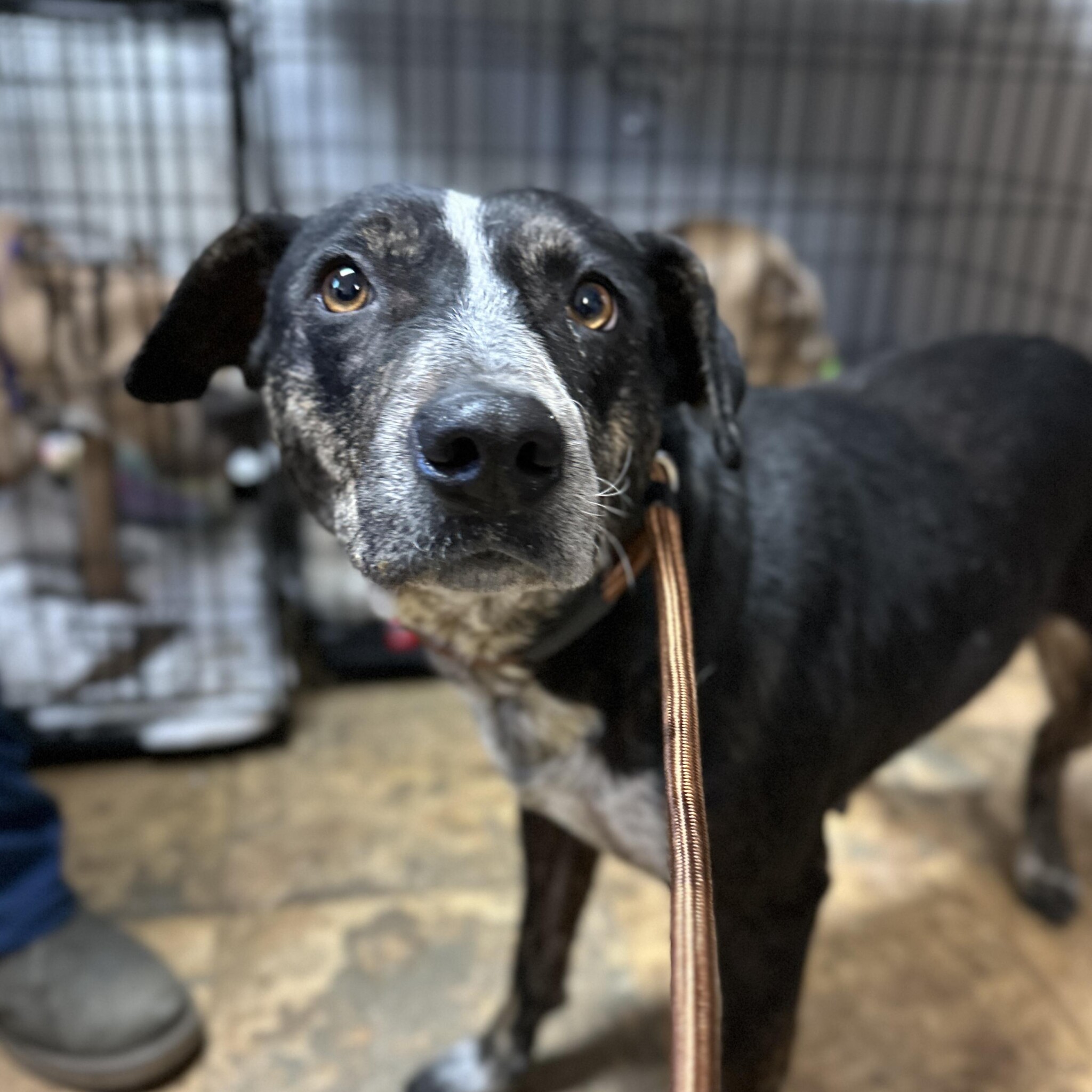 JELLY - ABC Columbia