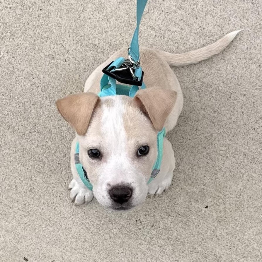 KINGSMAN - ABC Columbia