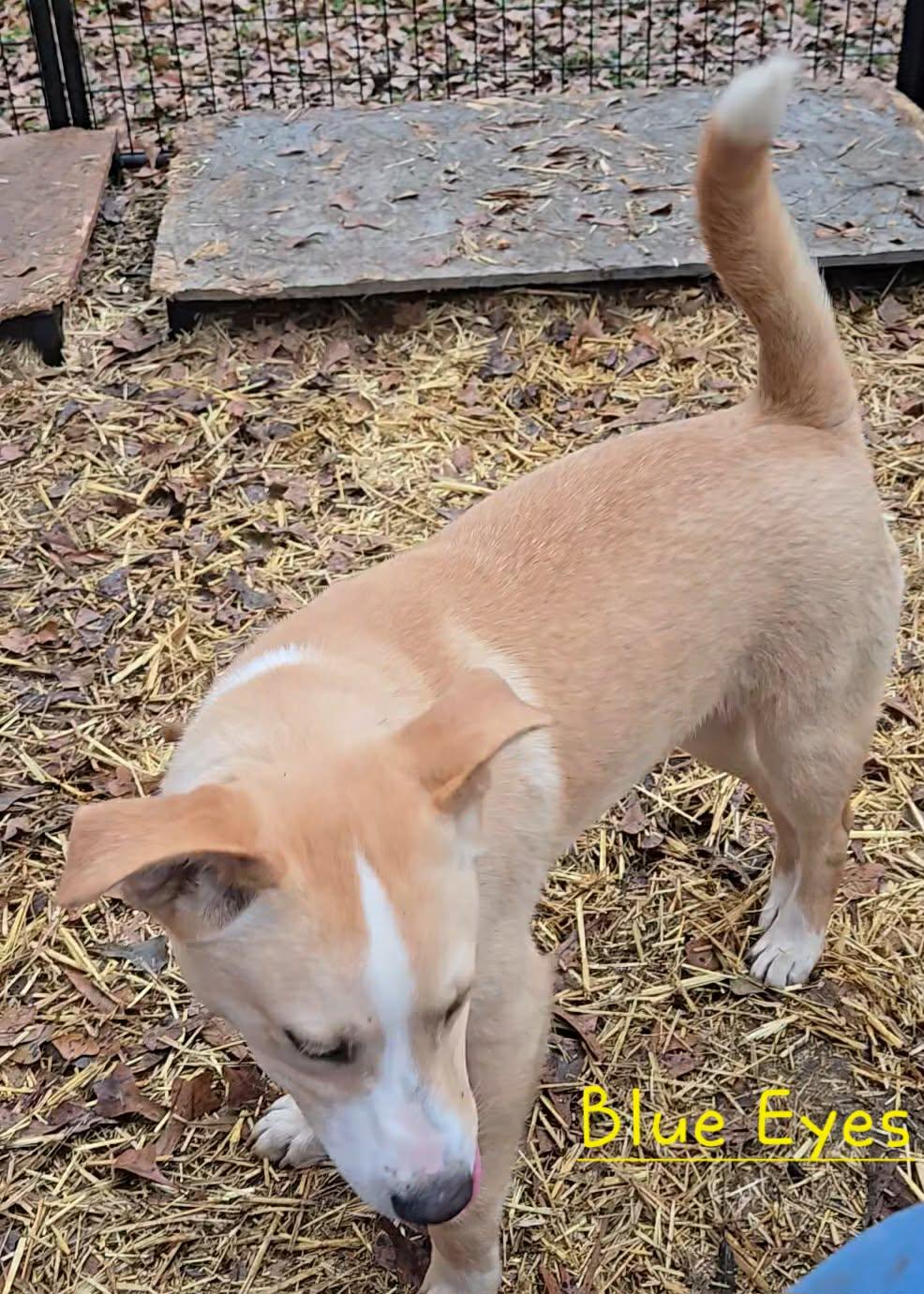 BLUE EYES - ABC Columbia