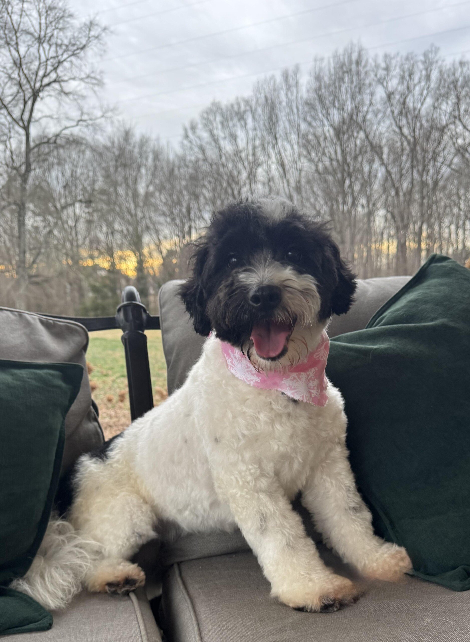 PRIMROSE - ABC Columbia