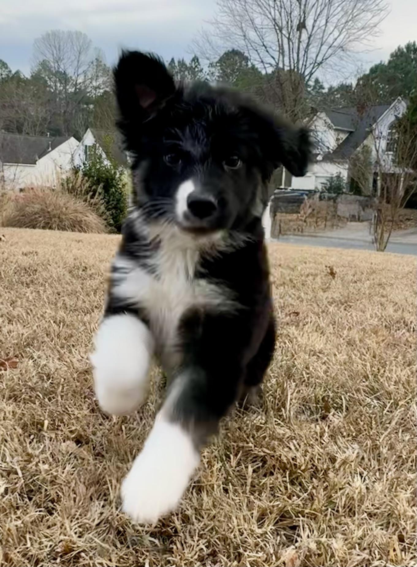 BADGER - ABC Columbia