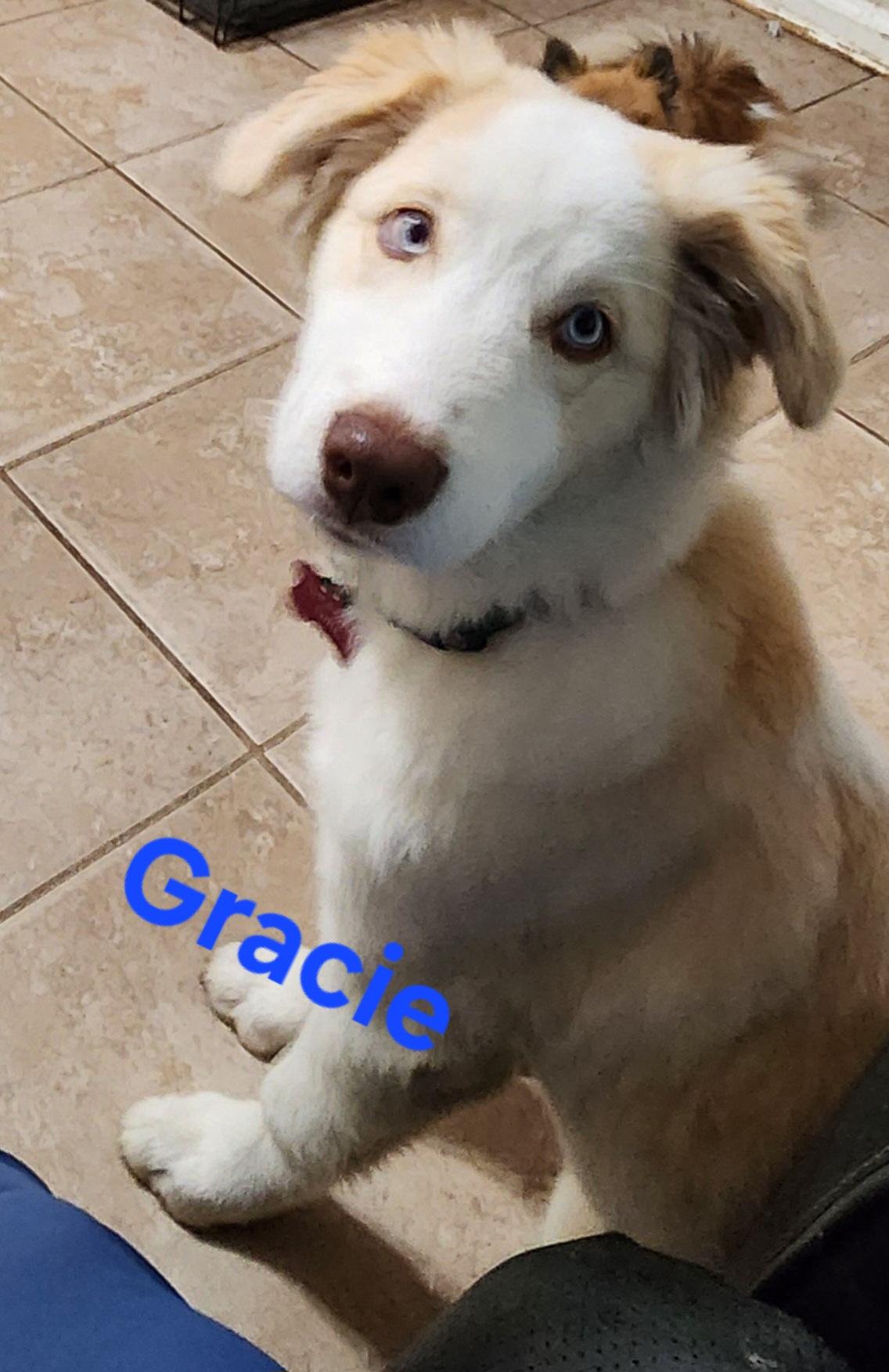 GRACIE - ABC Columbia