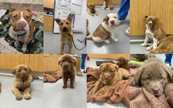 20260115pups - ABC Columbia