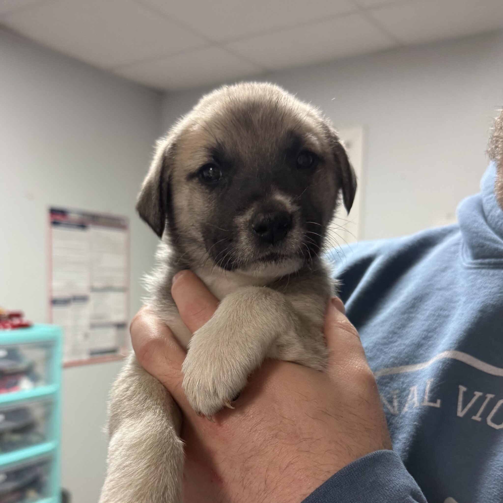 SASHIMI - ABC Columbia