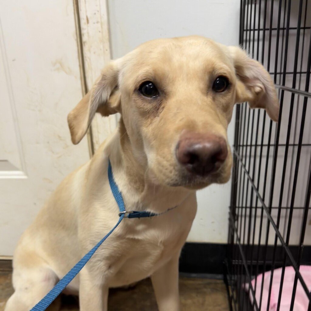 BARRYMORE - ABC Columbia