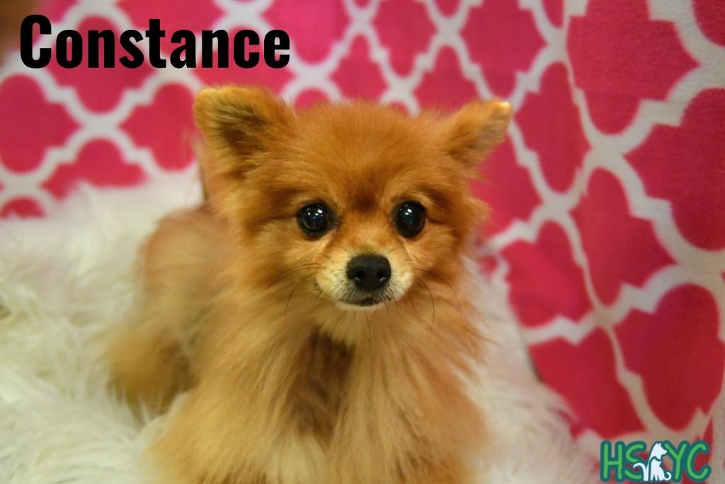 CONSTANCE - ABC Columbia