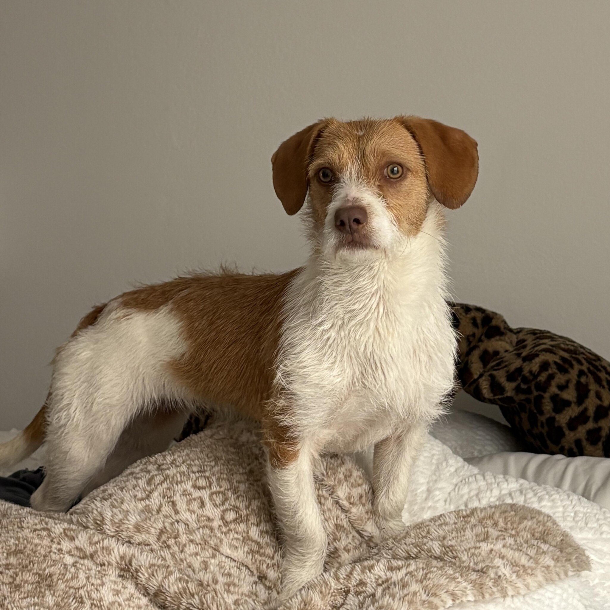 PIXIE - ABC Columbia