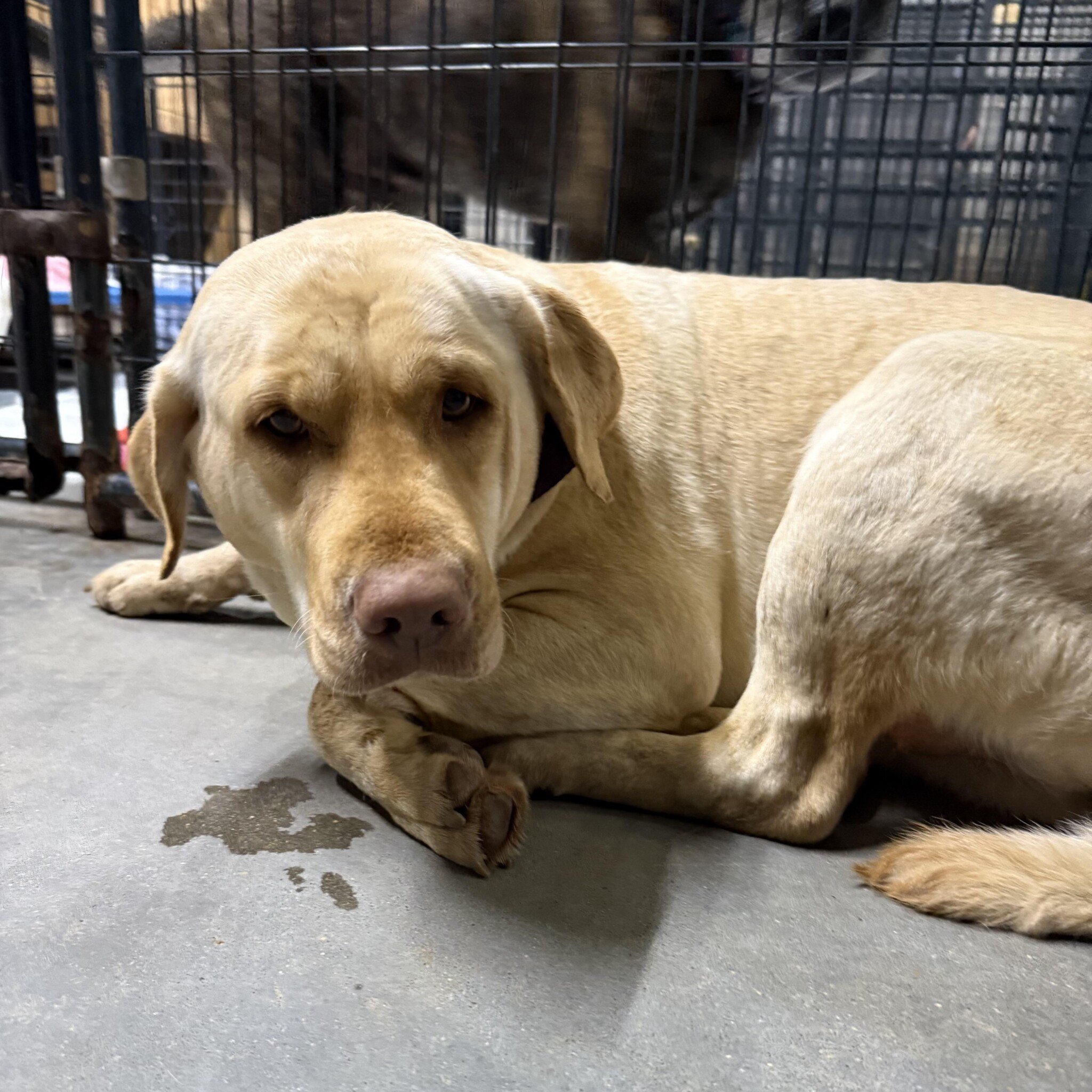 WHOOPIE - ABC Columbia