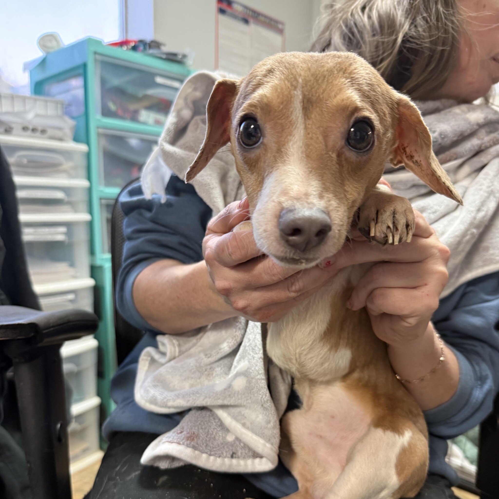 BUCCANEER - ABC Columbia