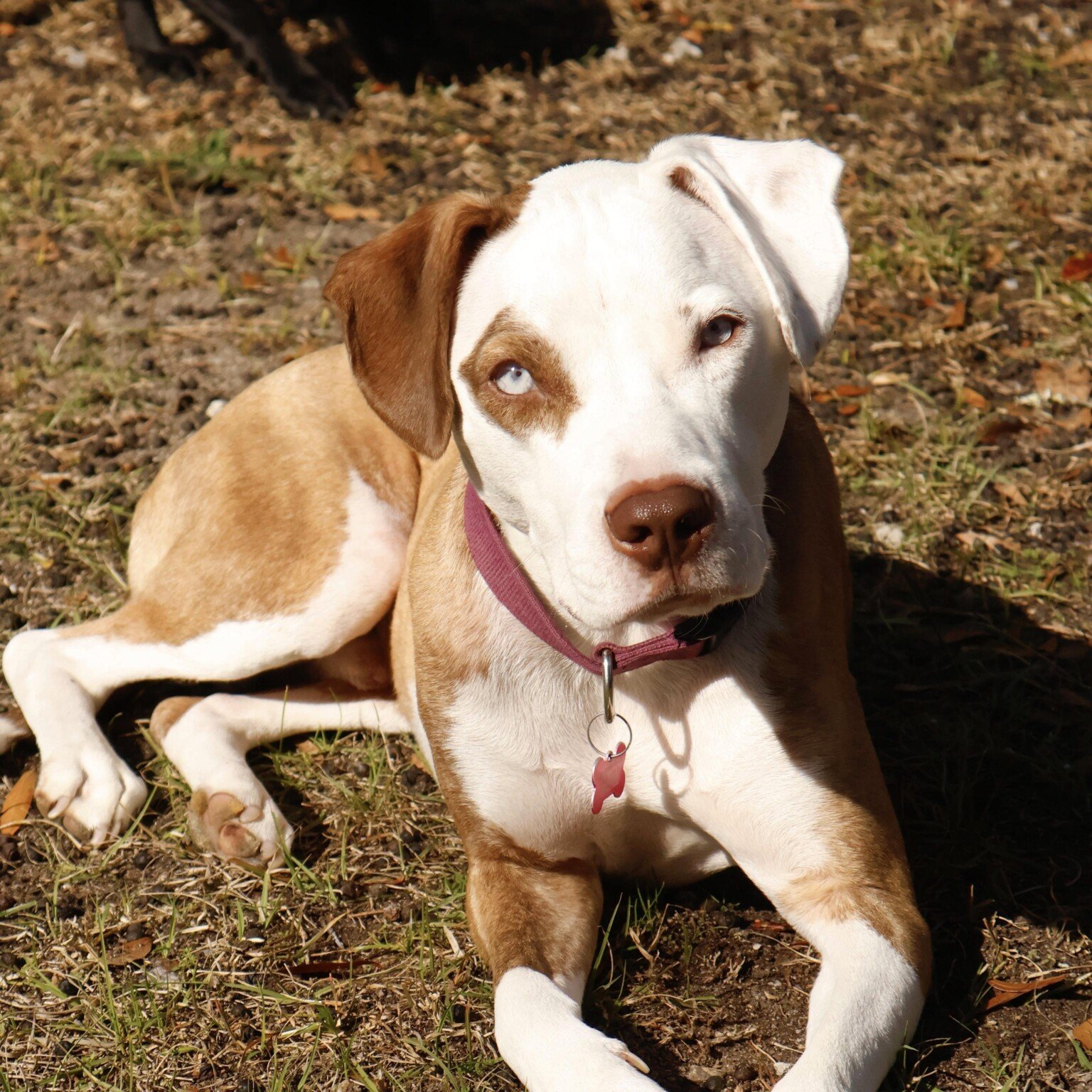 HELMET - ABC Columbia