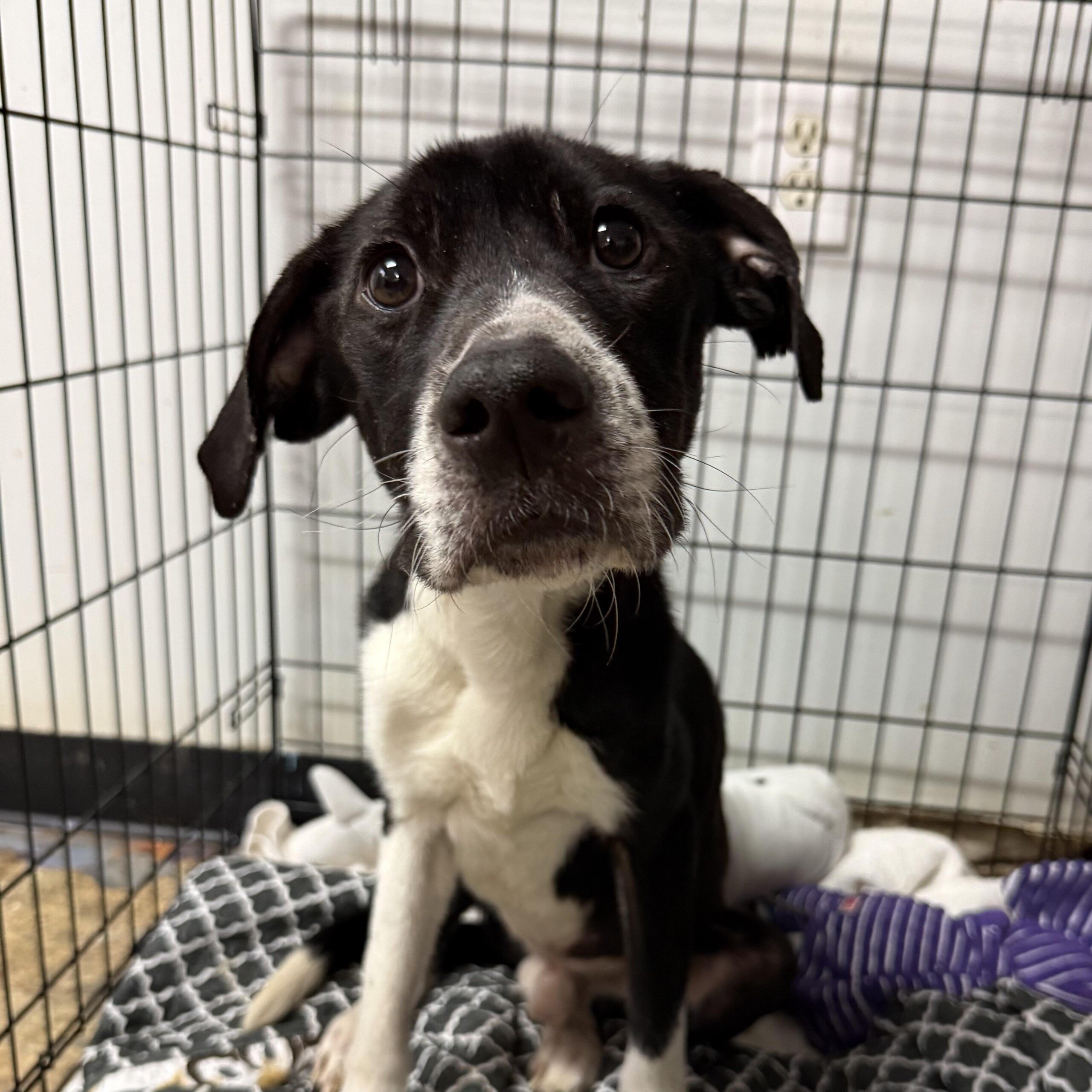 JOHNNY - ABC Columbia