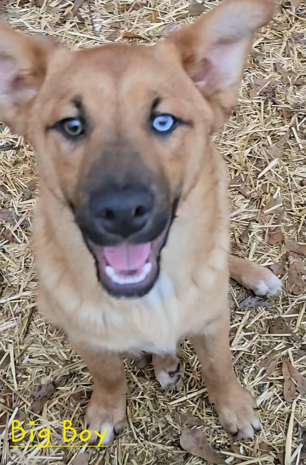 BIG BOY - ABC Columbia