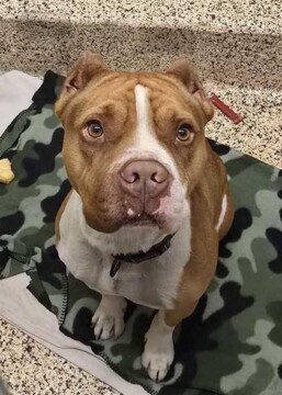 BOWSER - ABC Columbia