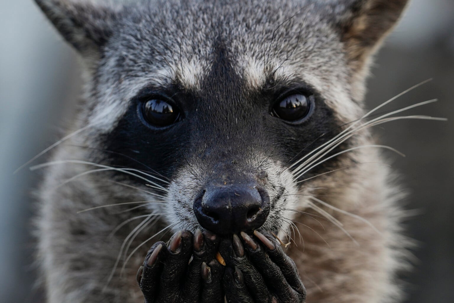 Rabid raccoon confirmed in Orangeburg County after dog exposure, DPH ...