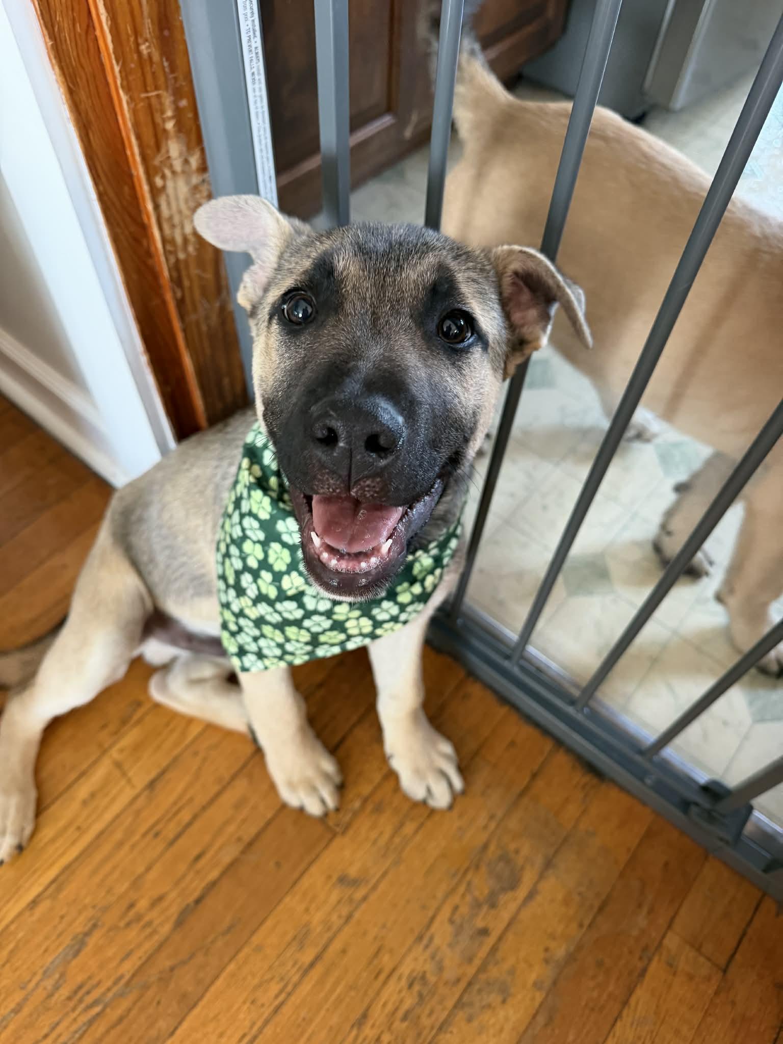 RANGER - ABC Columbia