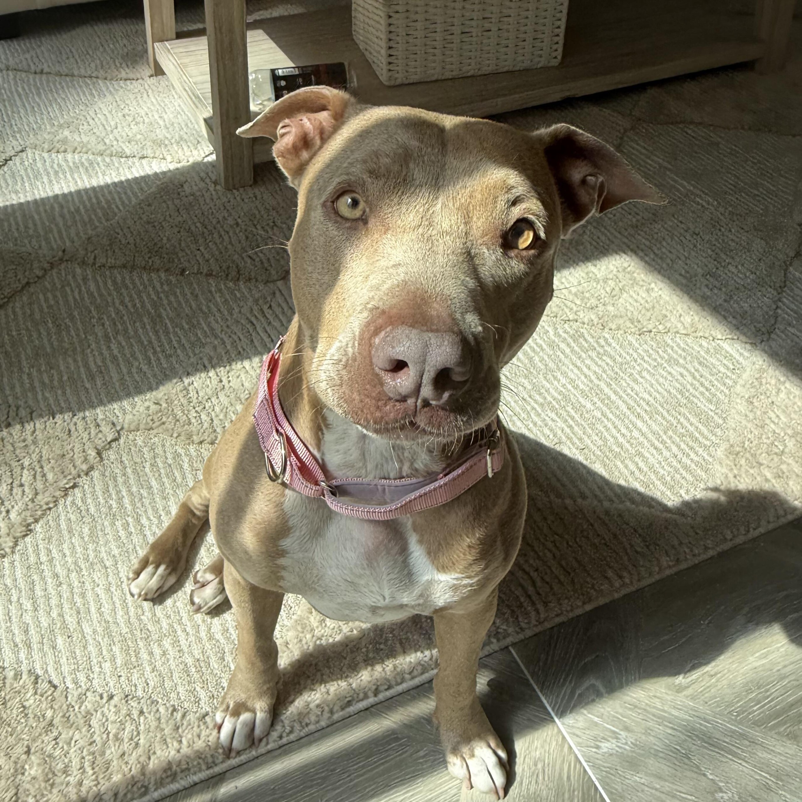 ZOEY - ABC Columbia