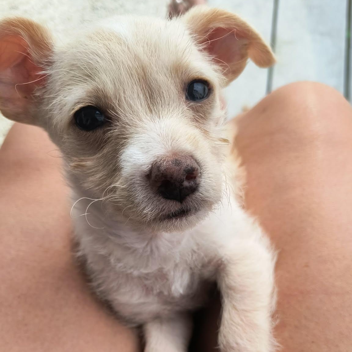 POPPY - ABC Columbia