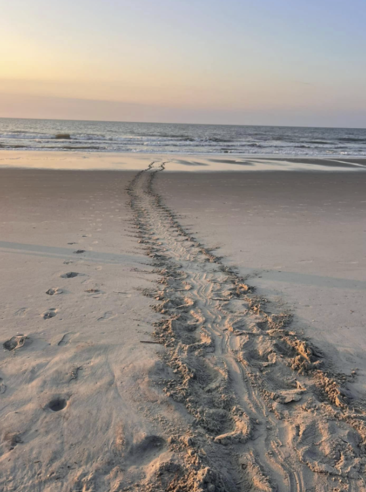 Sea turtle nesting season starts strong as thousands reported across SC ...