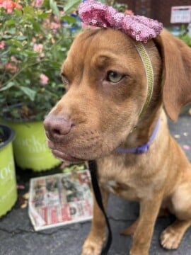 DIXIE - ABC Columbia