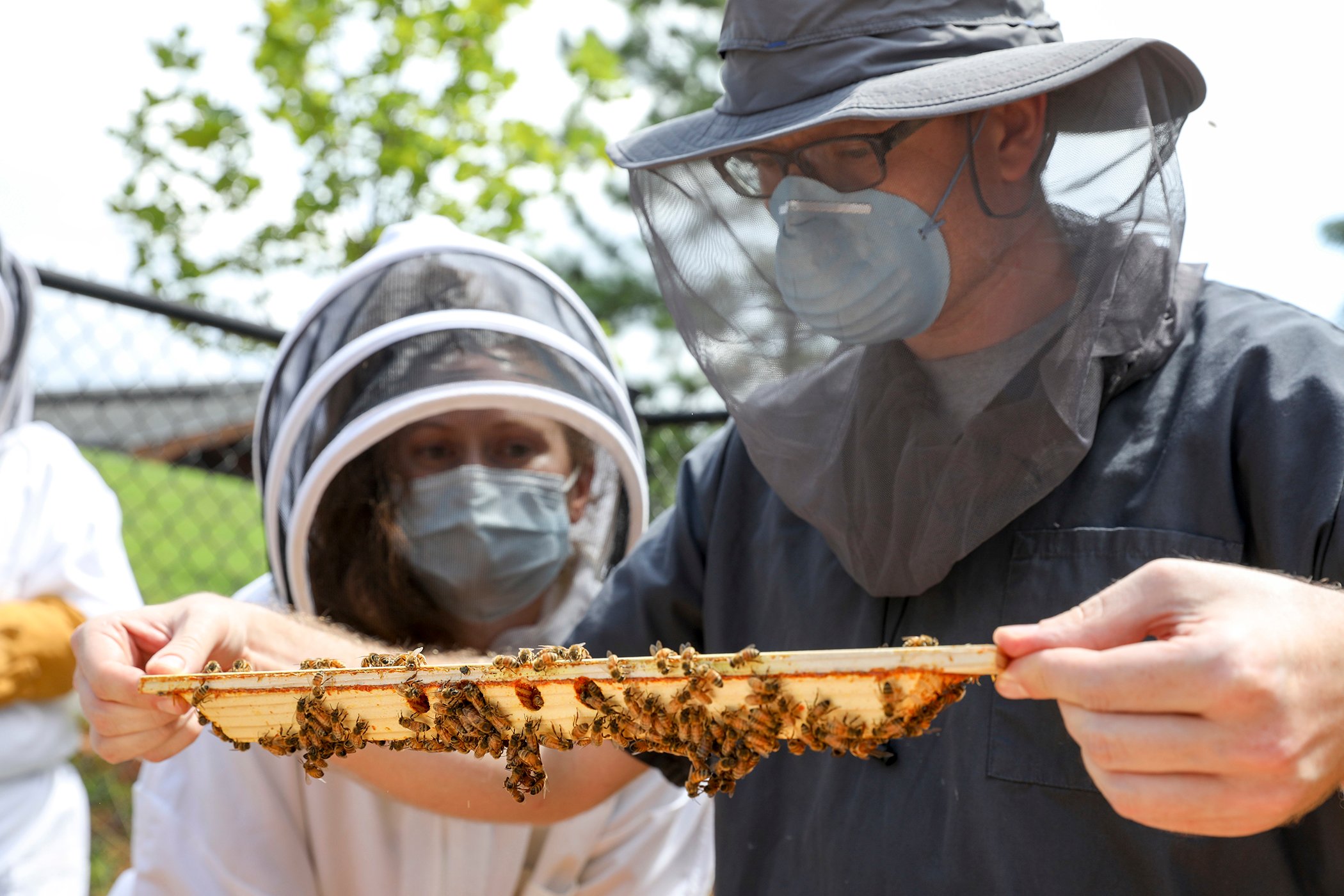 University of Georgia veterinary students become bee-lievers - Georgia ...