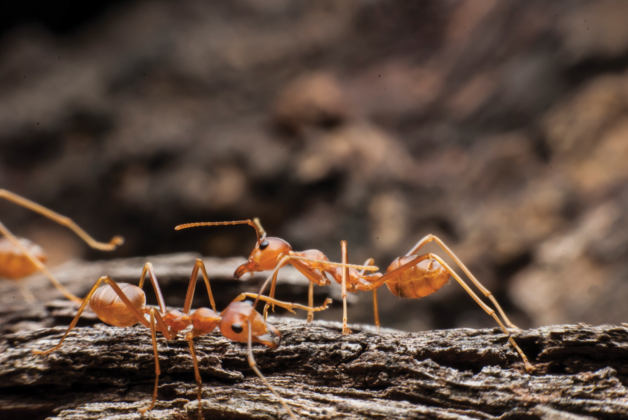 Little Fire Ant Could Take Big Bite Out of Hawaii Island Economy ...
