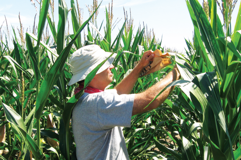Syngenta Agrisure Artesian Corn is Drought-Resistant - Hawaii Business ...