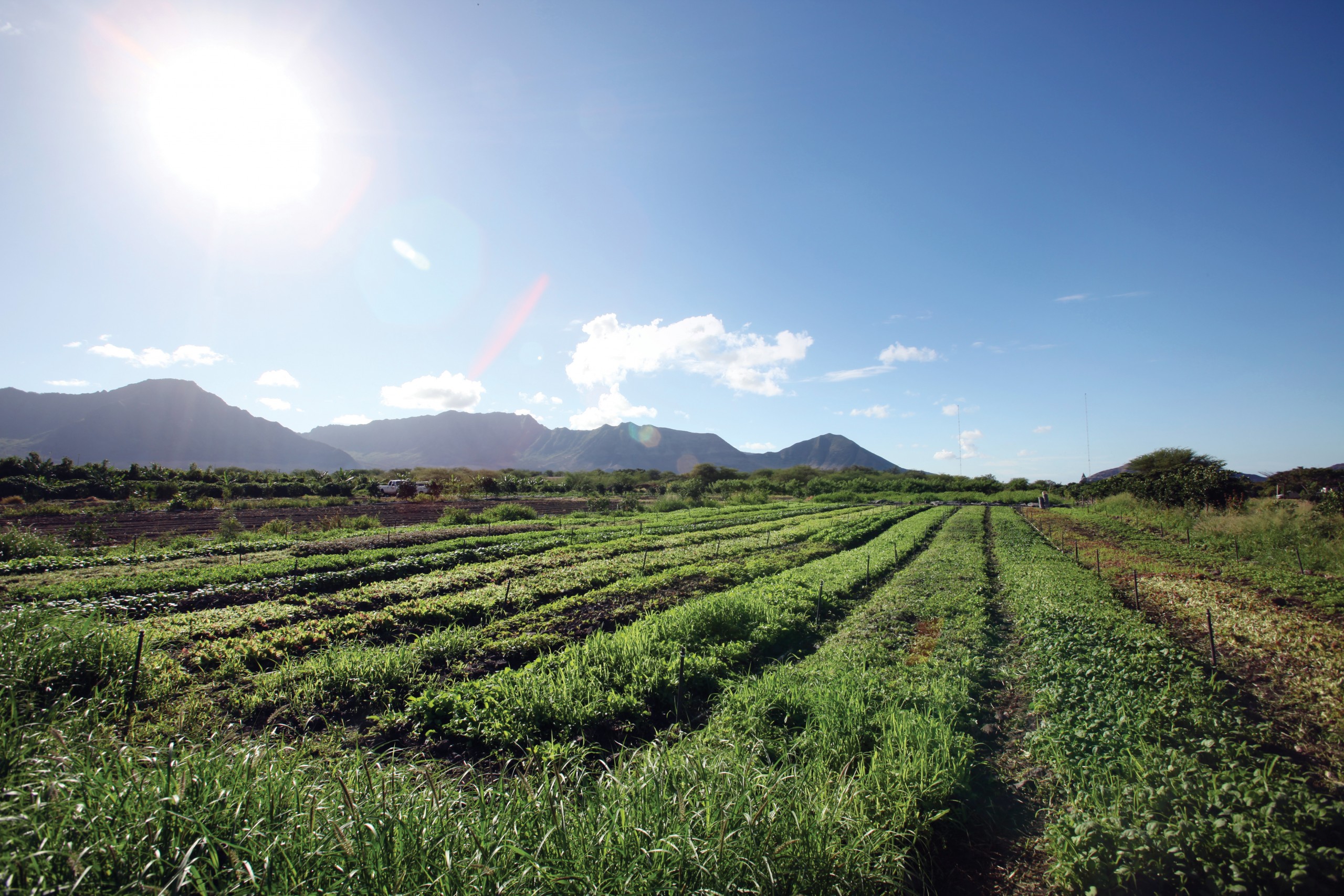 More Than Just Farming - Hawaii Business Magazine