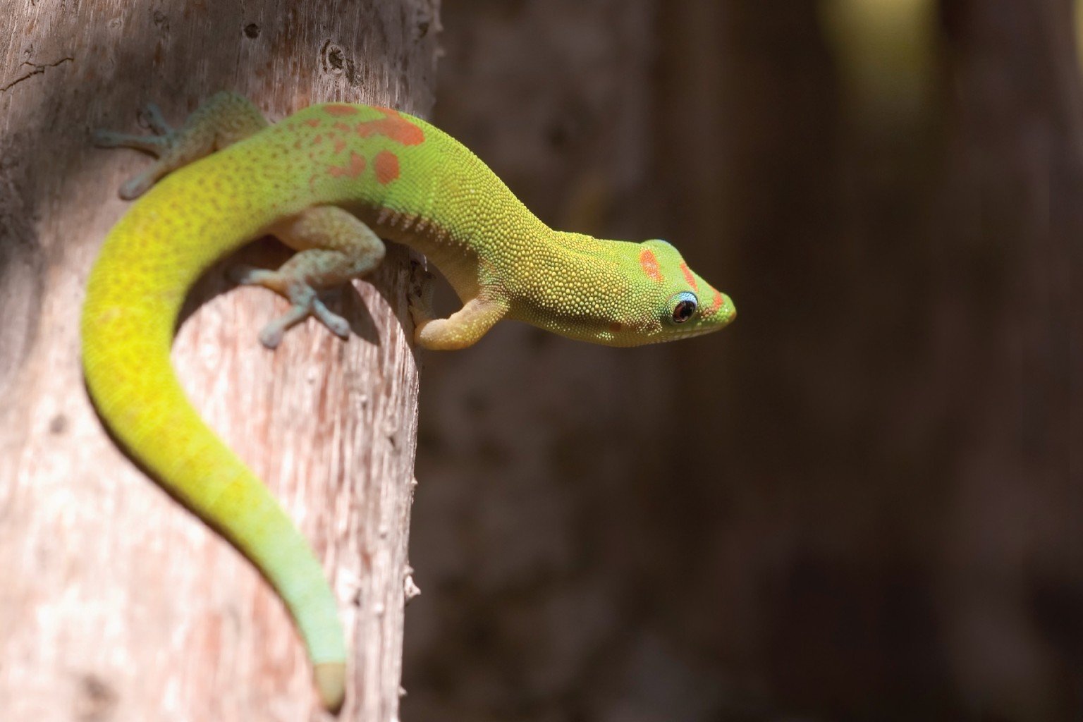 Hawaiʻi's Geckos Play a Positive Role in Your Home - Hawaii Business ...