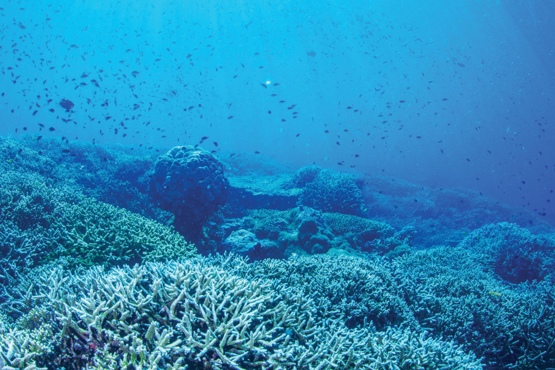 Hawaii's Record-Breaking Coral - Hawaii Business Magazine