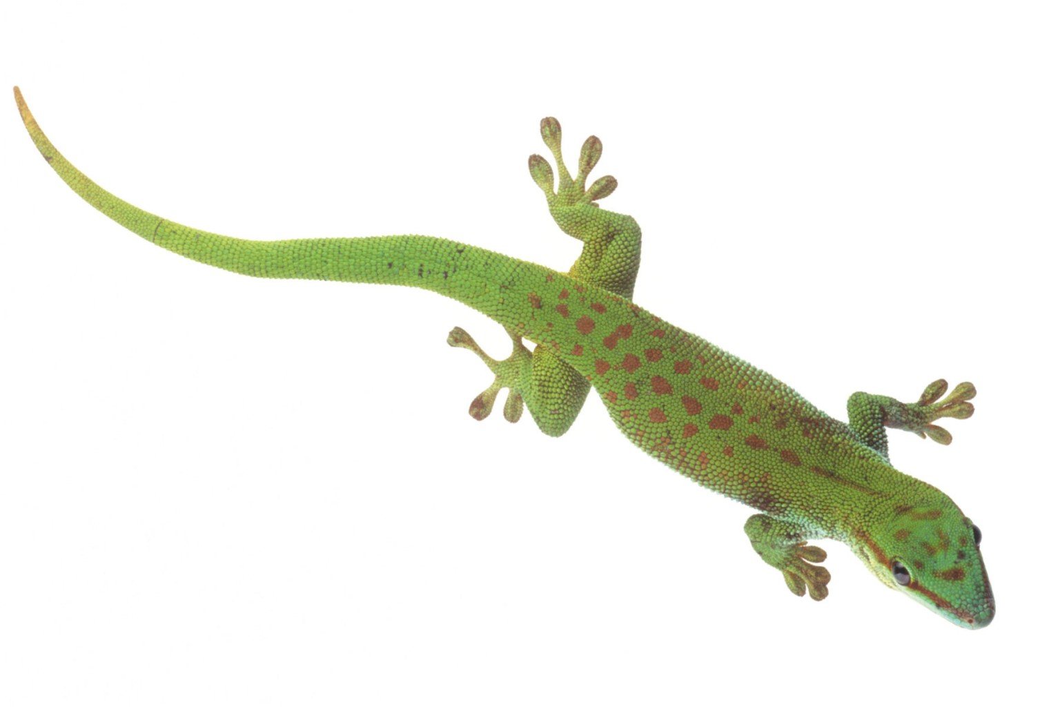 All of Hawaii's Eight Gecko Species are Nonnative - Hawaii Business ...